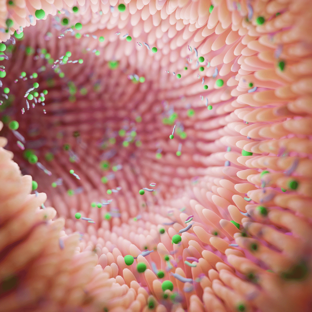 L'effet de la flore intestinale sur l'obésité et le diabète type 2 - Yvery